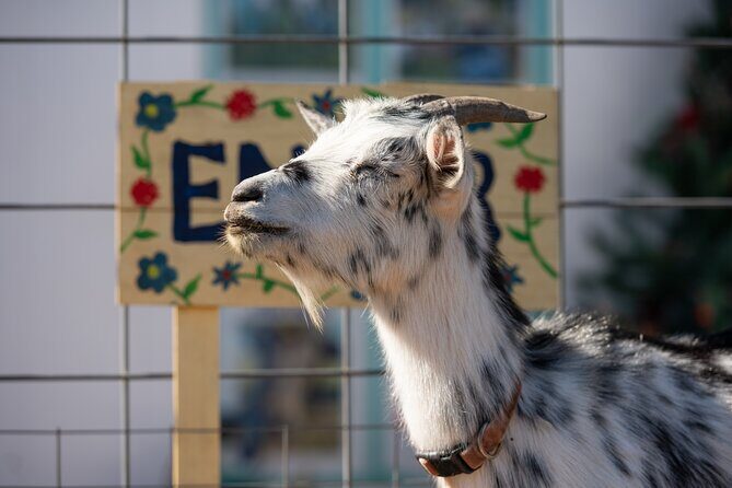 Farm Day Pass General Admission - What Is the Farm Day Pass at Rose Therapeutic Farm?