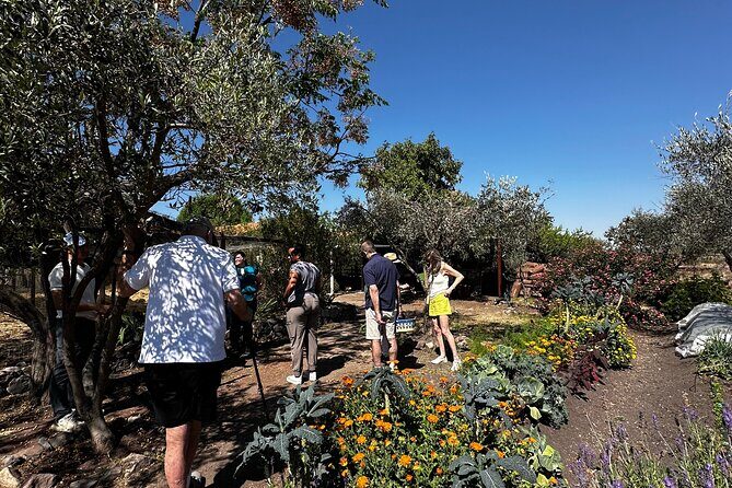 Farm to Table Cooking Experience in San Miguel - Farm to Table Cooking Experience in San Miguel: An In-Depth Review