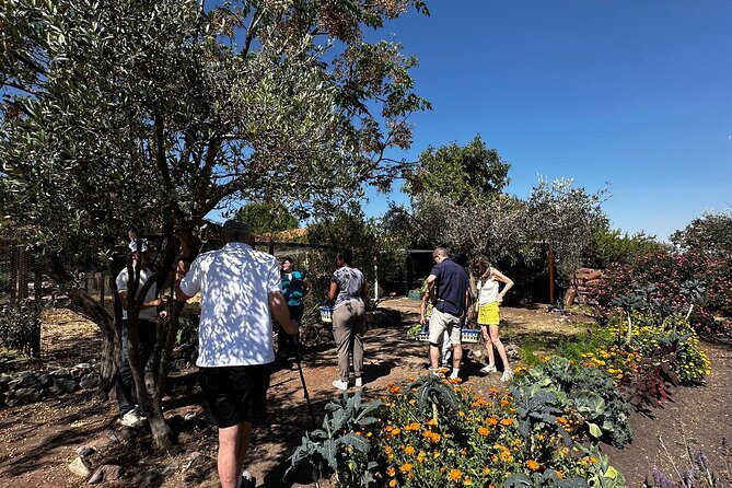 Farm to Table Cooking Experience in San Miguel - Key Points