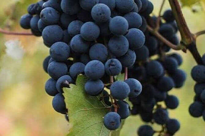 Farm-to-Table Experience: Olive Oil, Garden Tour & Nonnas Lunch - Key Points