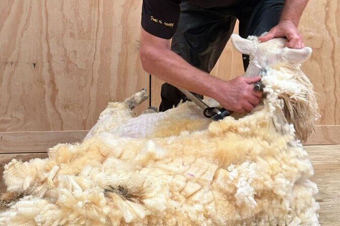 Farm Tour and Milford Sound Nature Cruise from Te Anau - Why This Tour Offers Great Value