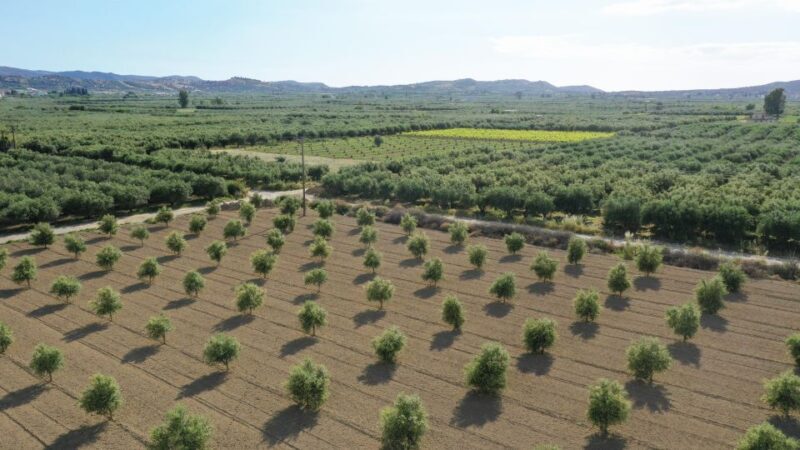 Farm Tour with Cheese-Making, Olive Oil Tasting & Picnic - Key Points