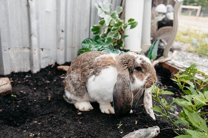 Farm Visit With Mini Domestic Animals - FAQ