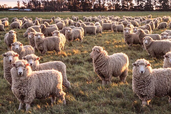 Farm & Wine Experience Fun Experience from Queenstown New Zealand - Key Points