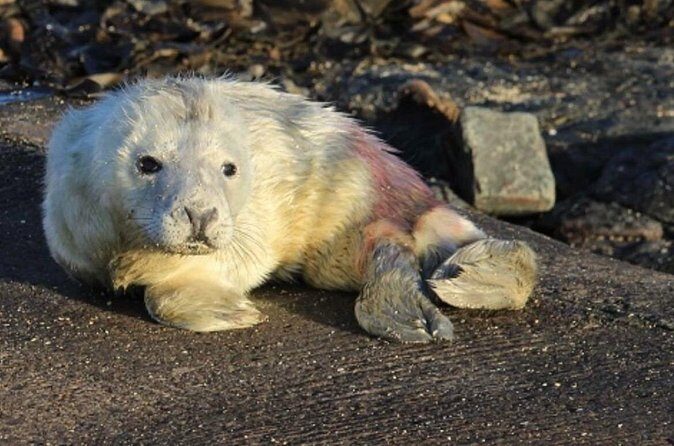Farne Islands Longstone Lighthouse 2-Hour Trip from Seahouses - Authentic Insights from Travelers