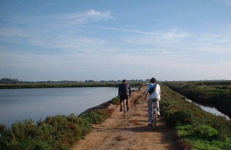 Faro Bike Tour through the Beautiful Ria Formosa - Discovering the Ria Formosa by Bike: What to Expect