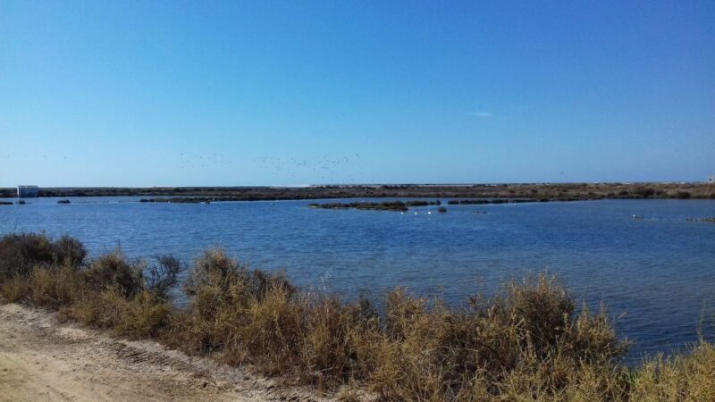 Faro Bike Tour through the Beautiful Ria Formosa - What the Reviews Say: Real Traveler Insights