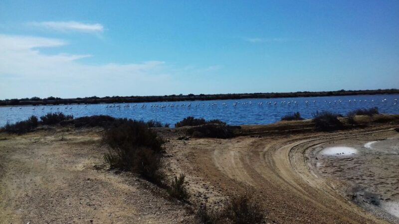 Faro Bike Tour through the Beautiful Ria Formosa - Who Will Enjoy This Tour?