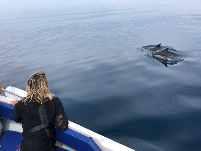 Faro: Dolphin and Wildlife Watching in the Atlantic Ocean - Key Points