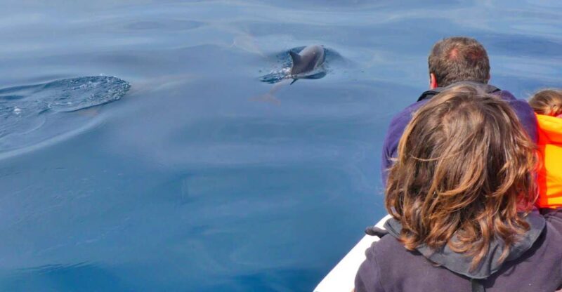 Faro: Dolphin and Wildlife Watching in the Atlantic Ocean - A Detailed Look at the Faro Wildlife Tour