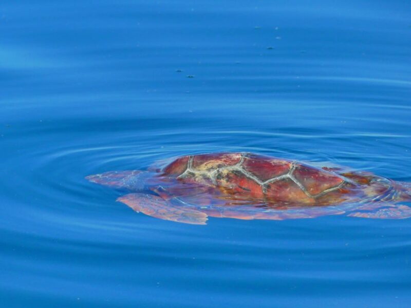 Faro: Dolphin and Wildlife Watching in the Atlantic Ocean - Final Thoughts