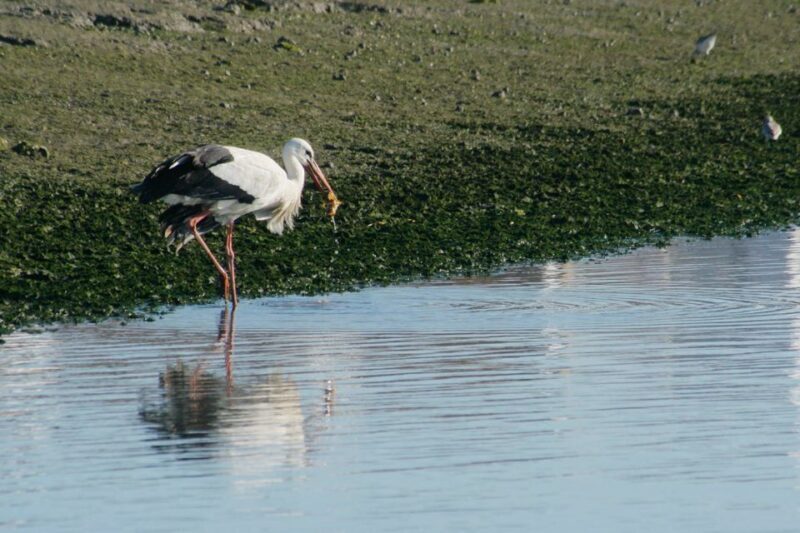 Faro: Eco-Friendly Ria Formosa Bird Watching in Solar Boat - Key Points