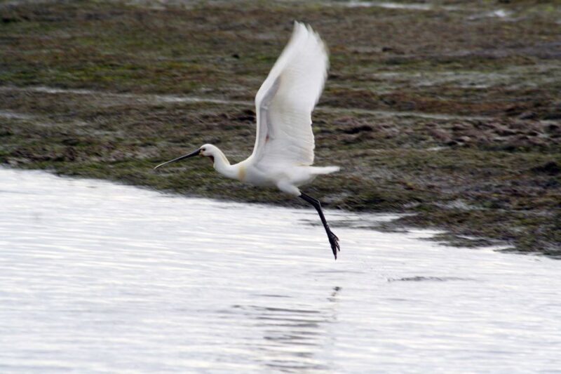 Faro: Eco-Friendly Ria Formosa Bird Watching in Solar Boat - Introduction to Faro’s Ria Formosa Bird Watching Tour