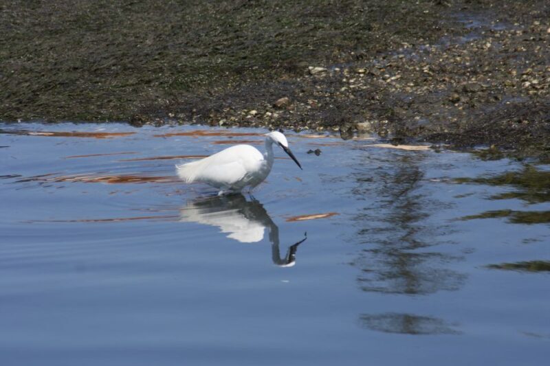 Faro: Eco-Friendly Ria Formosa Bird Watching in Solar Boat - The Experience of a Solar-Powered Boat
