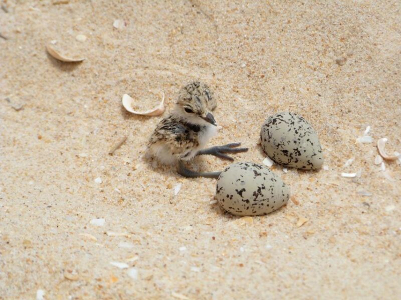 Faro: Eco-Friendly Ria Formosa Bird Watching in Solar Boat - Wildlife and Bird Species You Might Spot