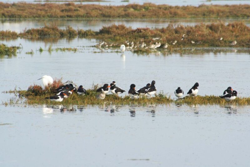 Faro: Eco-Friendly Ria Formosa Bird Watching in Solar Boat - Reviews and Real Experiences