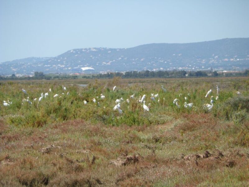 Faro: Eco-Friendly Ria Formosa Bird Watching in Solar Boat - FAQ