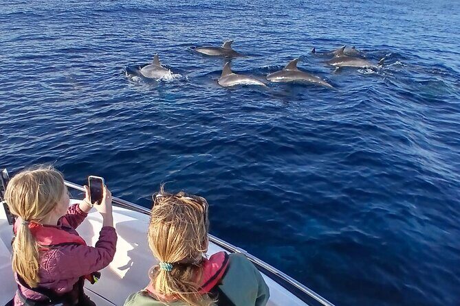 FARO Fantastic Dolphin Observation Tour and Marine Life - Key Points