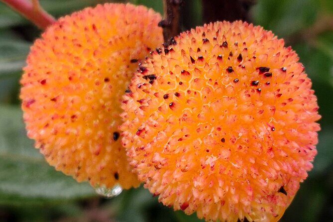 Faro Food Tour & Drinks and City highlights 10 Tastings - Practical Details and Tips