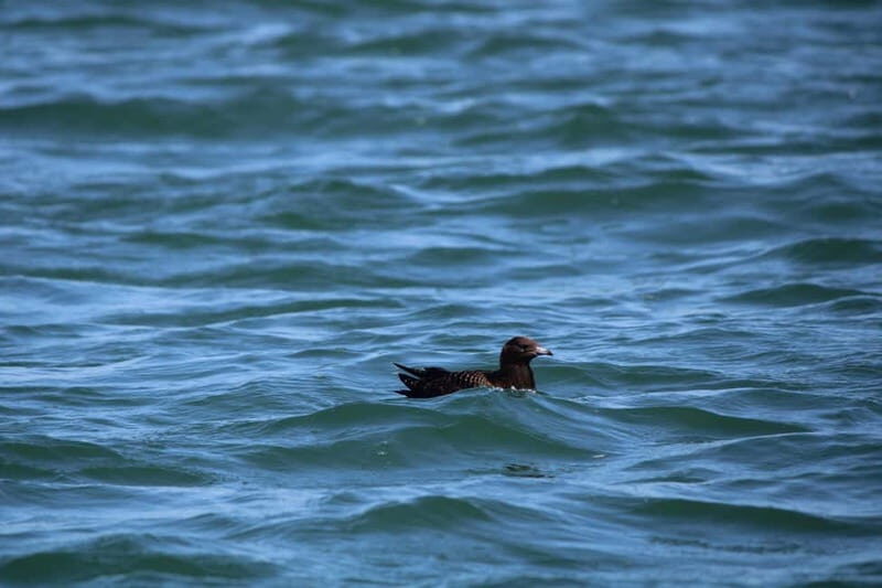 Faro: Funtastic Dolphin Watching Boat Tour - Key Points