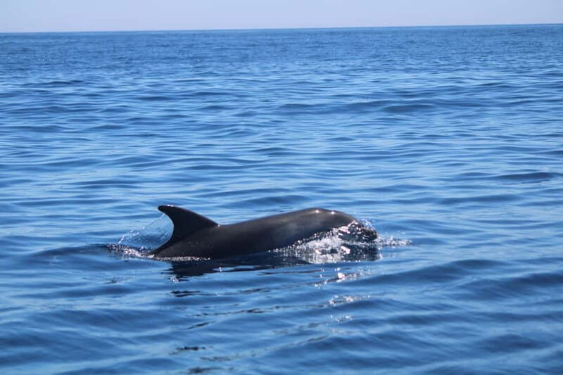 Faro: Funtastic Dolphin Watching Boat Tour - An In-Depth Look at the Faro Dolphin Tour Experience