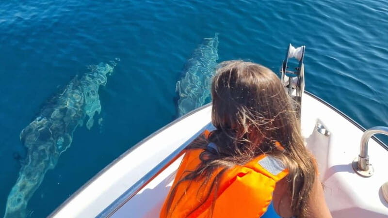 Faro: Funtastic Dolphin Watching Boat Tour - Frequently Asked Questions