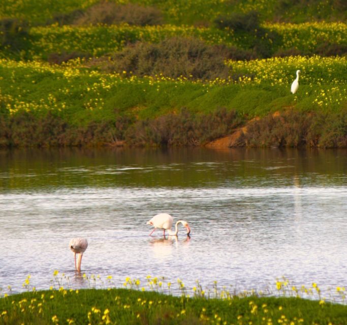 Faro: Pudim Real Boat Tours 6h guided boat tour Ria Formosa - Key Points