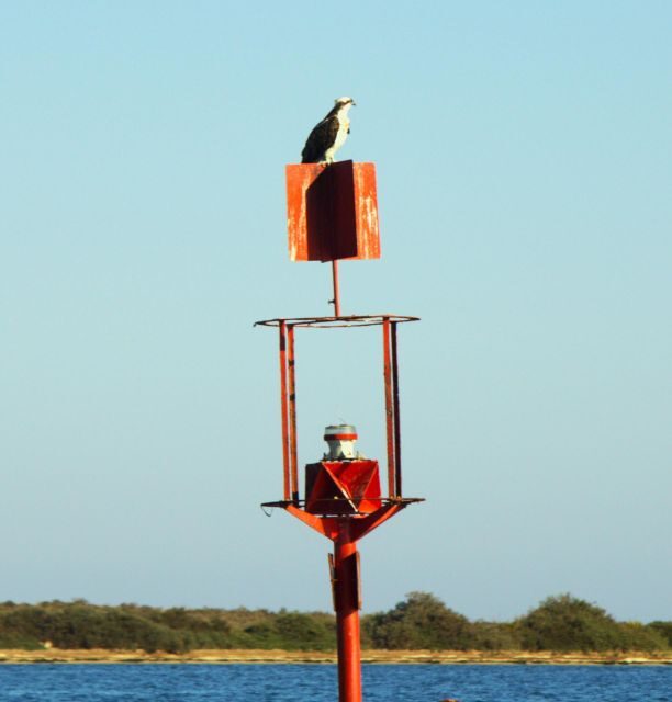 Faro: Pudim Real Boat Tours 6h guided boat tour Ria Formosa - Exploring the Details of the Tour