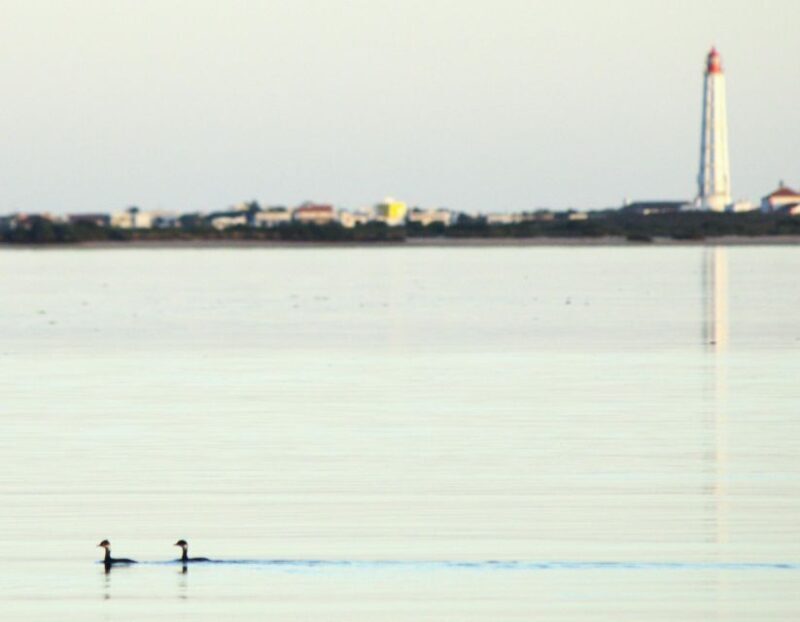 Faro: Pudim Real Boat Tours 6h guided boat tour Ria Formosa - Who Will Love This Tour?