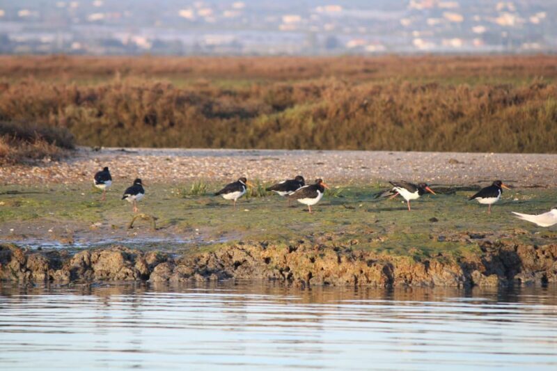 Faro: Pudim Real Boat Tours 6h guided boat tour Ria Formosa - FAQ