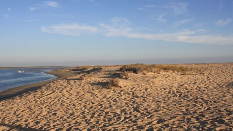 Faro: Ria Formosa Eco Birdwatching Boat Tour - An In-Depth Look at the Faro: Ria Formosa Eco Birdwatching Boat Tour