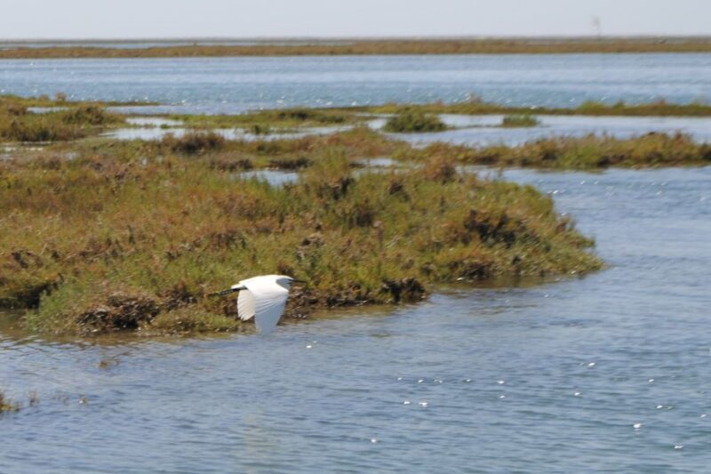 Faro: Ria Formosa Lagoon Small Boat Tour with Local Guide - Key Points