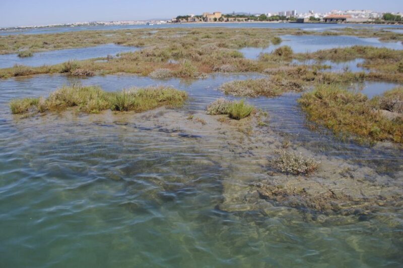 Faro: Ria Formosa Lagoon Small Boat Tour with Local Guide - Is This Tour Worth It?
