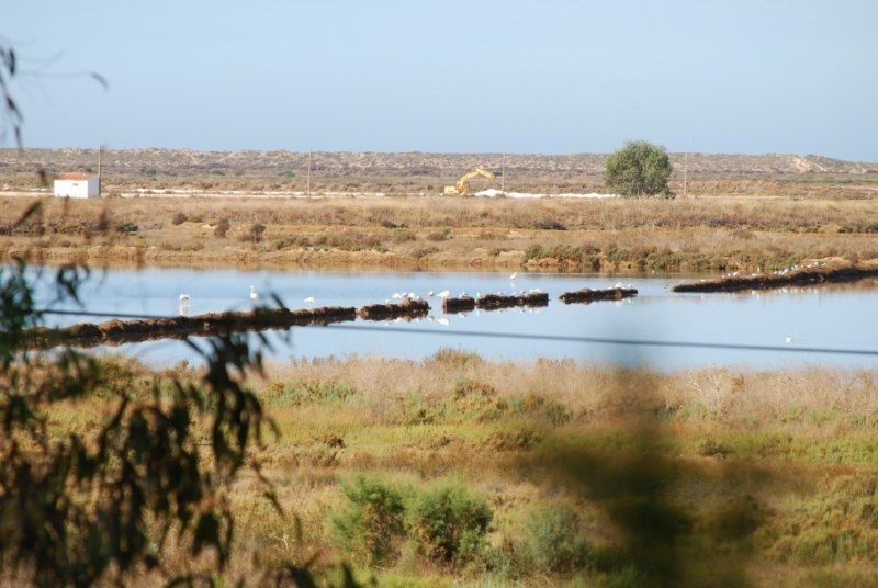 Faro: Ria Formosa Natural Park Segway Tour & Birdwatching - Key Points