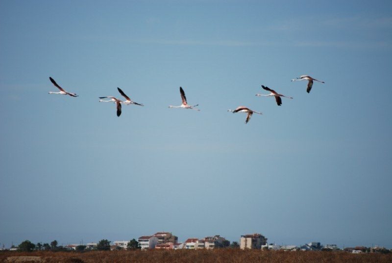 Faro: Ria Formosa Natural Park Segway Tour & Birdwatching - Discovering Faro’s Ria Formosa on a Segway