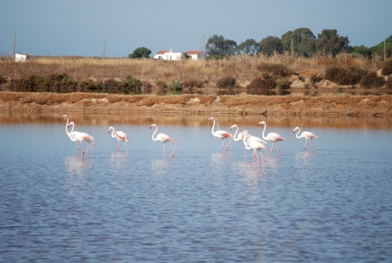 Faro: Ria Formosa Natural Park Segway Tour & Birdwatching - Frequently Asked Questions (FAQs)