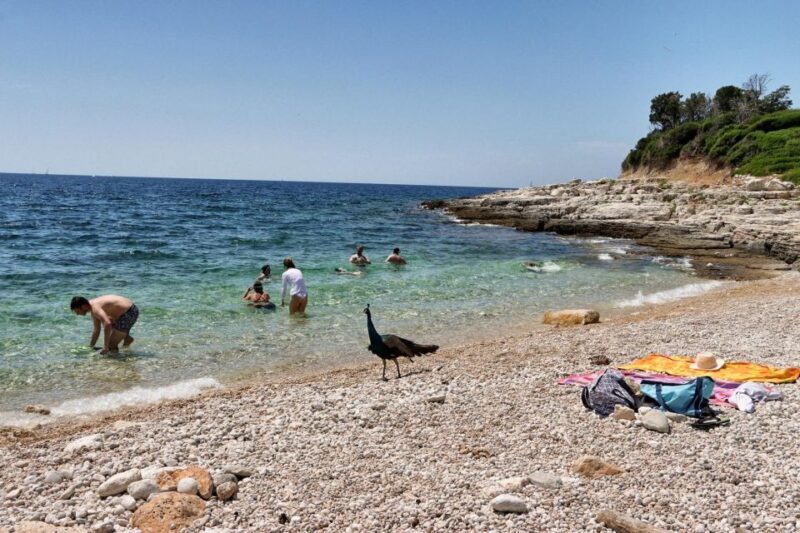 Fazana: Brijuni National Park Scenic Boat Tour & Swimming - Who Should Consider This Tour?