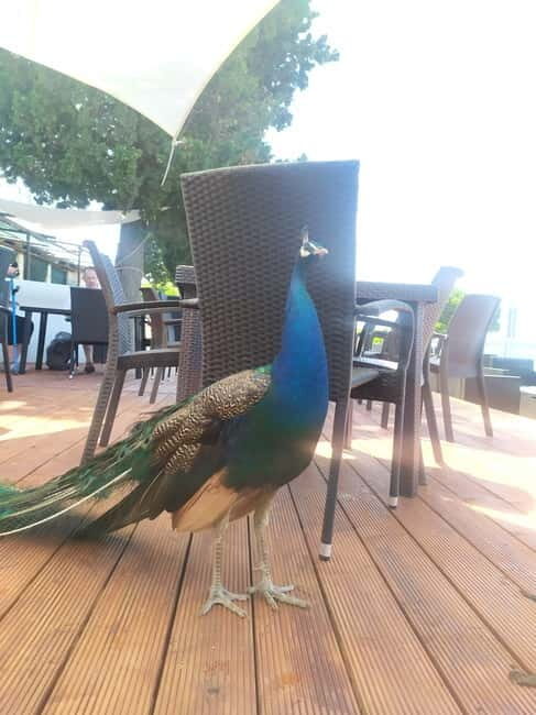 Fazana: Panorama N.P. Brijuni + St. Jerolim Island Stop - Practical Insights and Tips