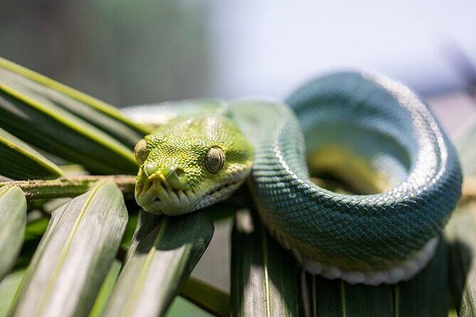 Featherdale Wildlife Park with Exclusive Private Transfers - An In-Depth Look at the Tour