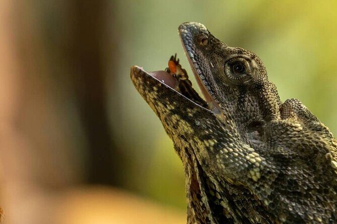 Featherdale Wildlife Park with Exclusive Private Transfers - The Sum Up