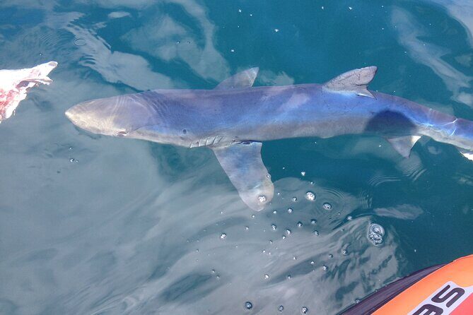 Feathers & Scales - The Sum Up