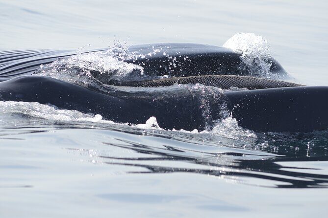 Feathers & Scales - FAQ