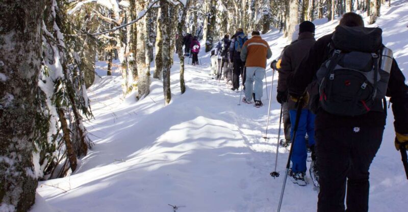 Feldberg: Guided Snowshoeing Tour in the Black Forest - Exploring the Black Forest on Snowshoes: A Review of the Guided Tour near Feldberg