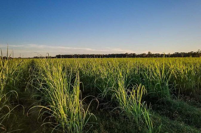 Felicity Plantation Tour - Pricing & Value Analysis