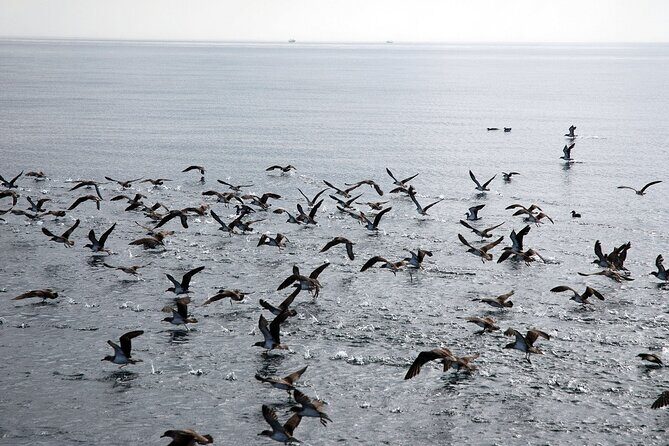 Ferry Benalmádena  Fuengirola - Authentic Traveler Insights