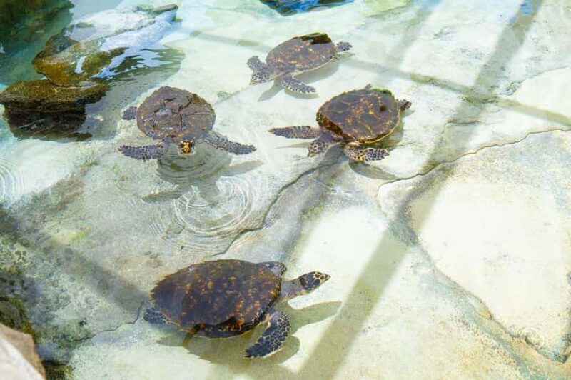 Fiji: Beachcomber Island Day Cruise with Snorkelling - Who Will Love This Tour?