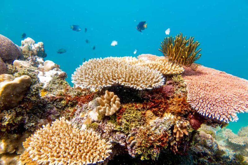 Fiji: Captain Cook Cruises - Island & Reef Day Trip - Practical Details and Tips