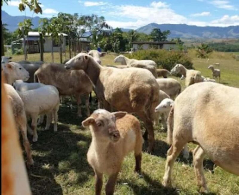 Fiji: Farm Tour: Animals, Honey Tasting & Fijian Cooking - The Value Proposition