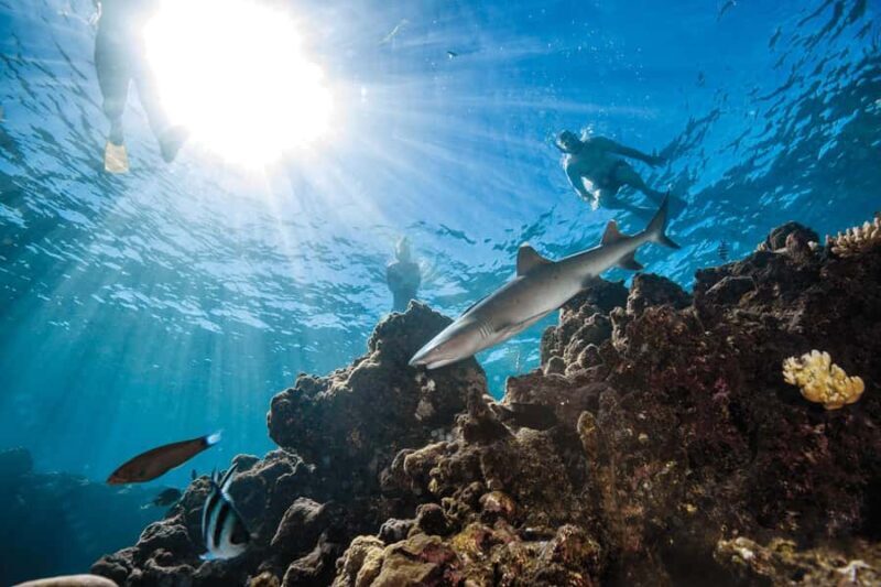 Fiji: Ultimate Encounters Snorkel with Sharks and Lunch - Exploring the Itinerary: What Makes This Tour Stand Out