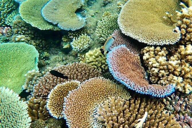 Fijis Best Dolphins tour and Snorkeling Adventure - Analyzing the Experience: The Details